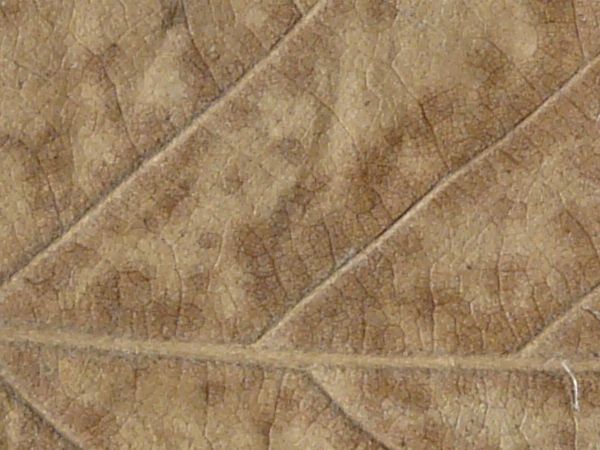 texture 0069 - Texturelib